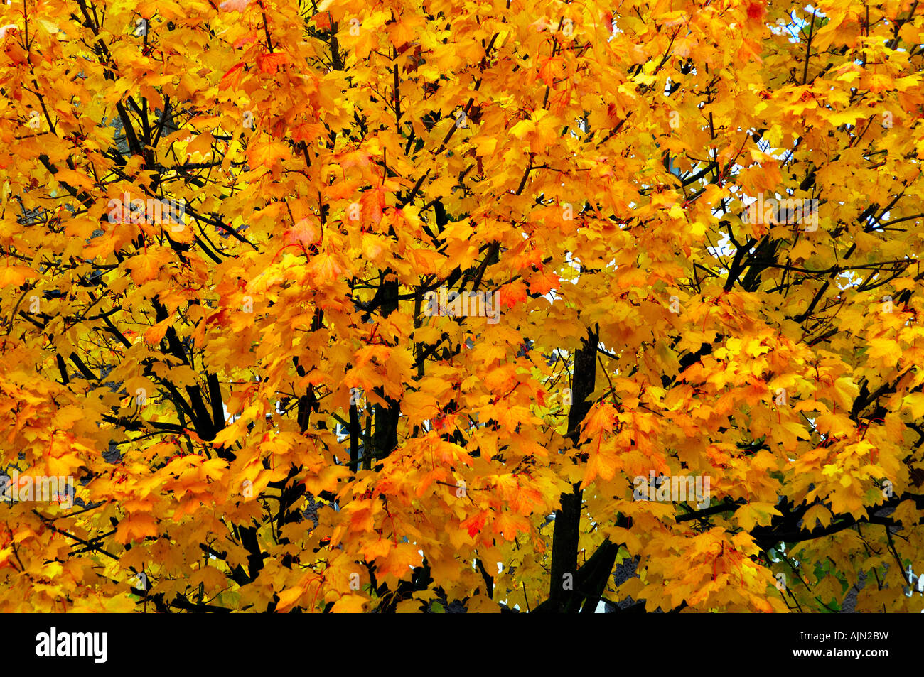 Tree leaves golden branch hi-res stock photography and images - Alamy