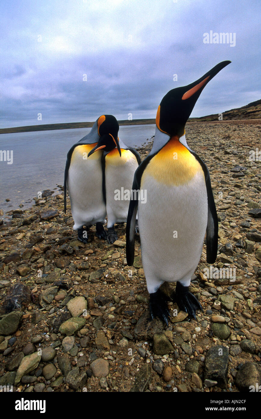 Penguin mating behavior hi-res stock photography and images - Alamy