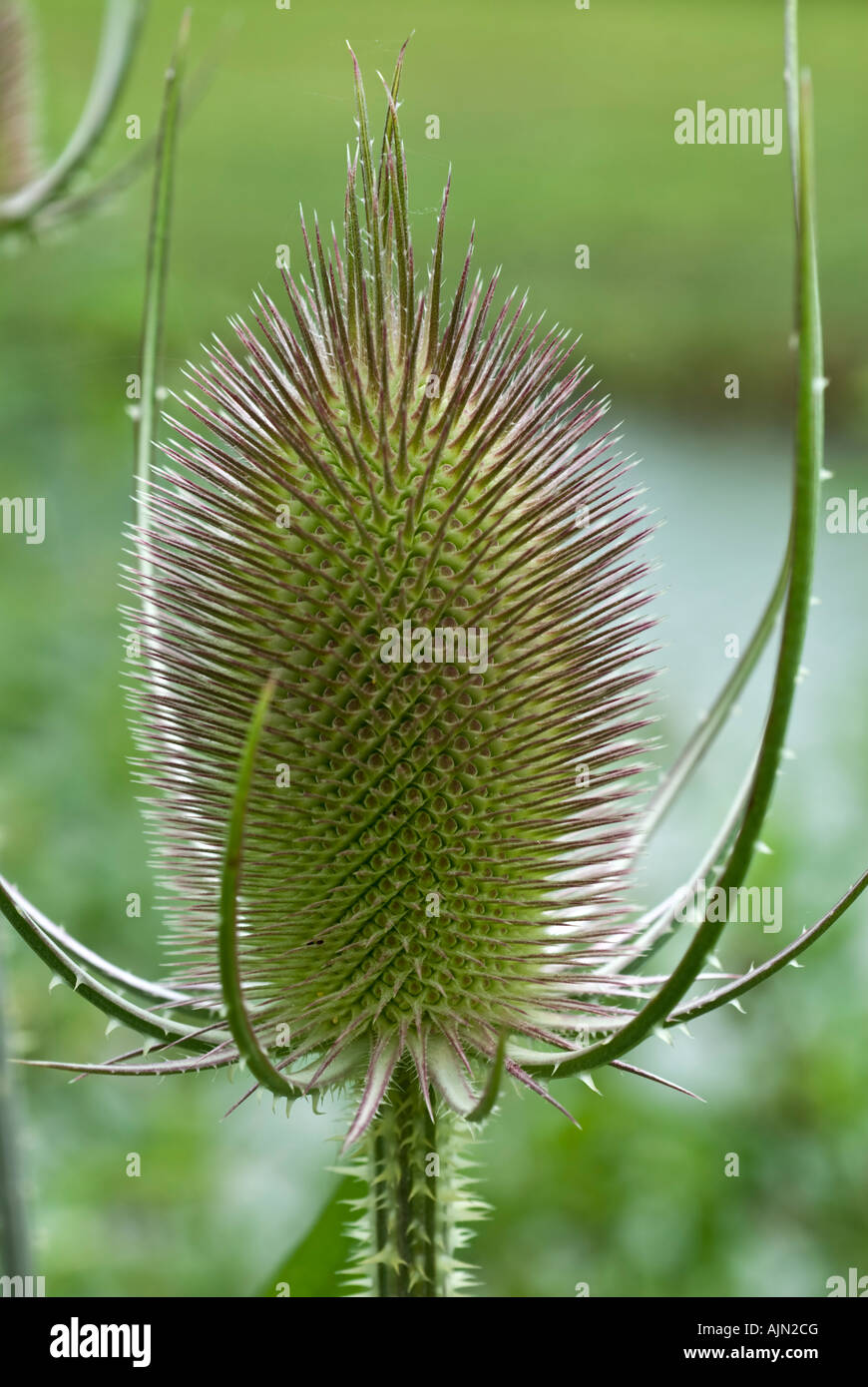 Fallonum hi-res stock photography and images - Alamy