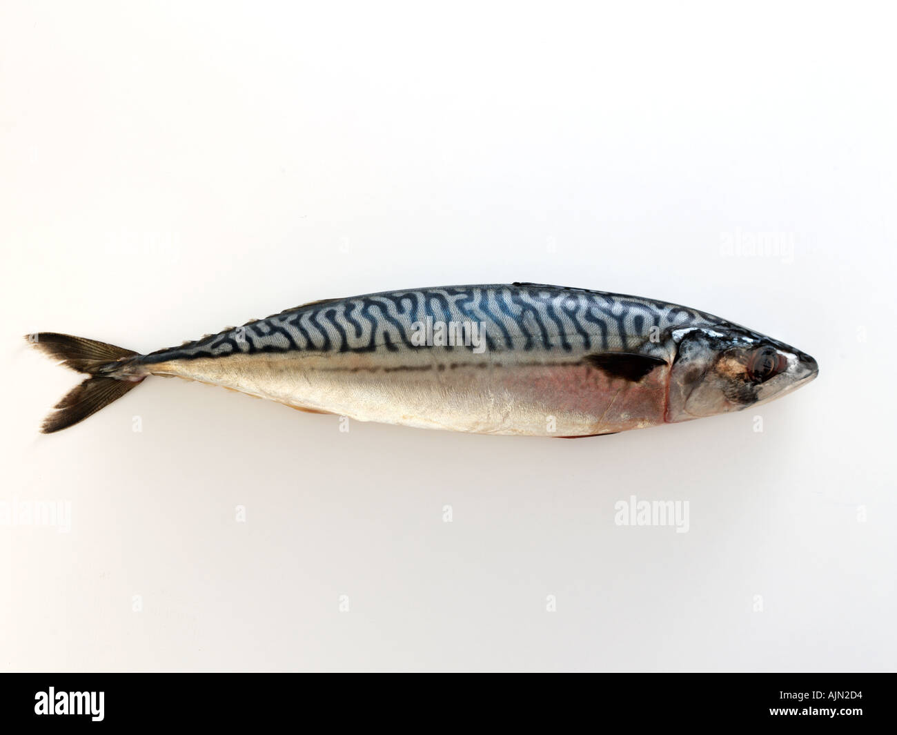 whole mackerel on a white background Recognised by the dark zigzag ...