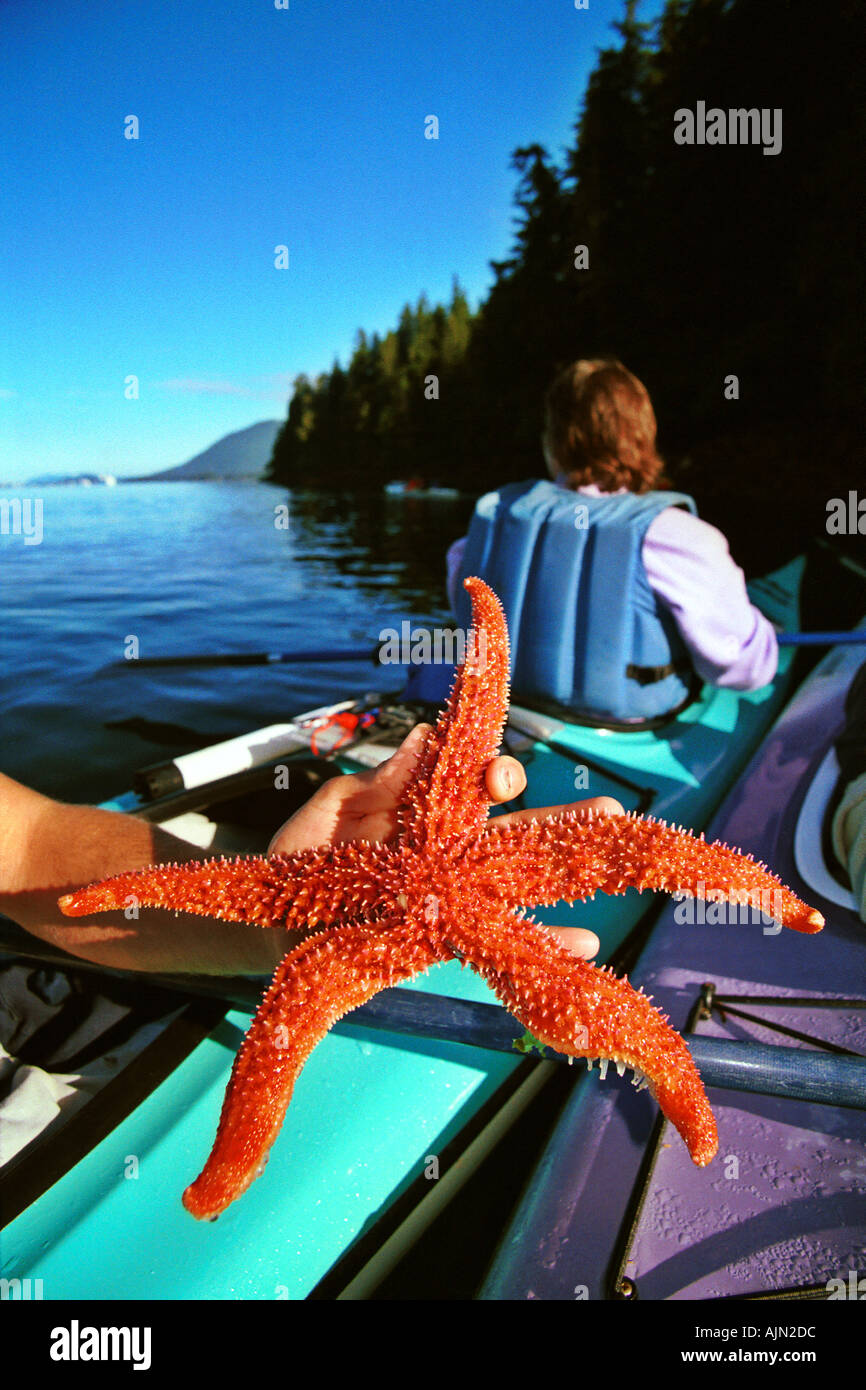 Star Fish Sitka Alaska Stock Photo - Alamy