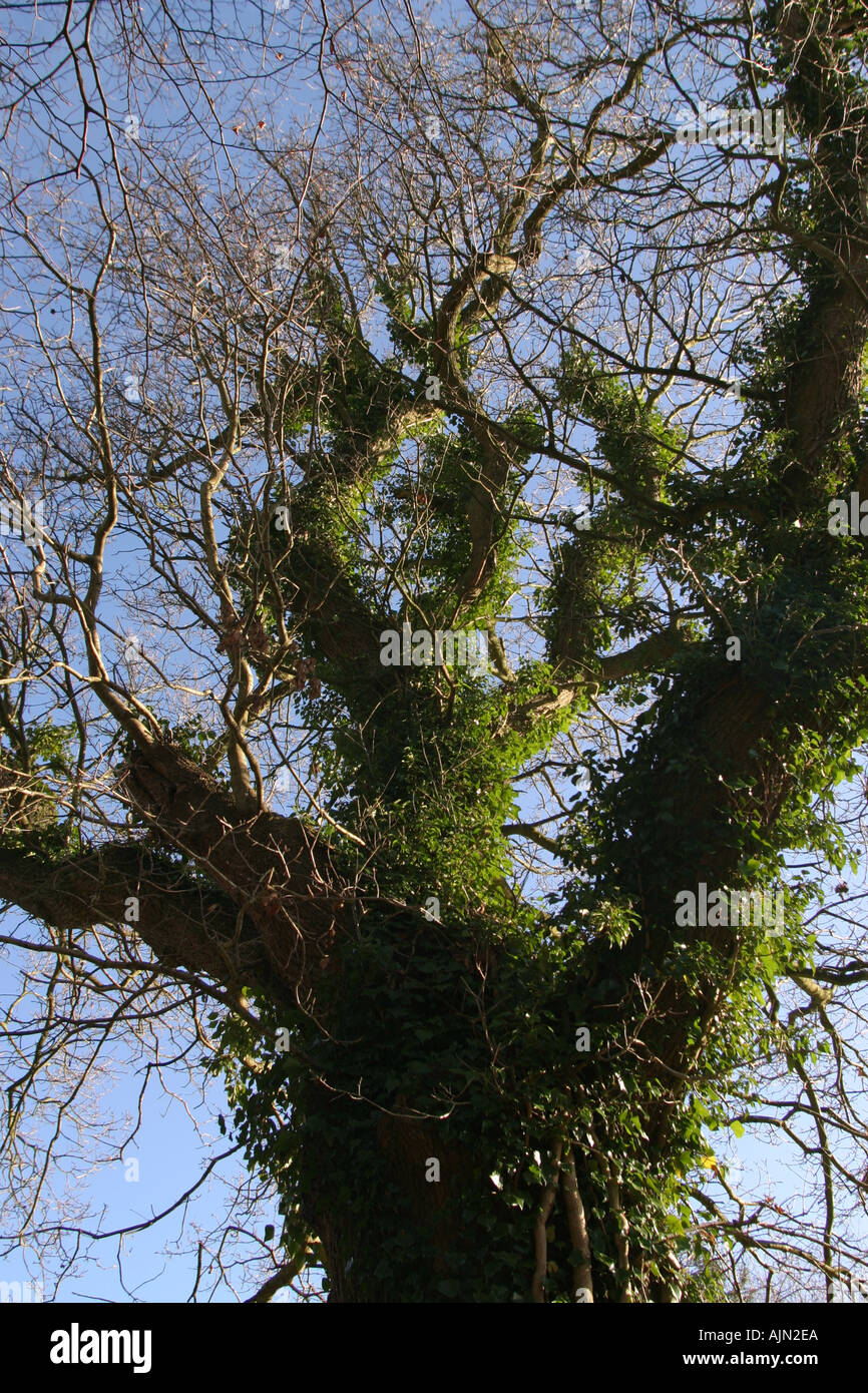 Blue tree green trunk hi-res stock photography and images - Alamy