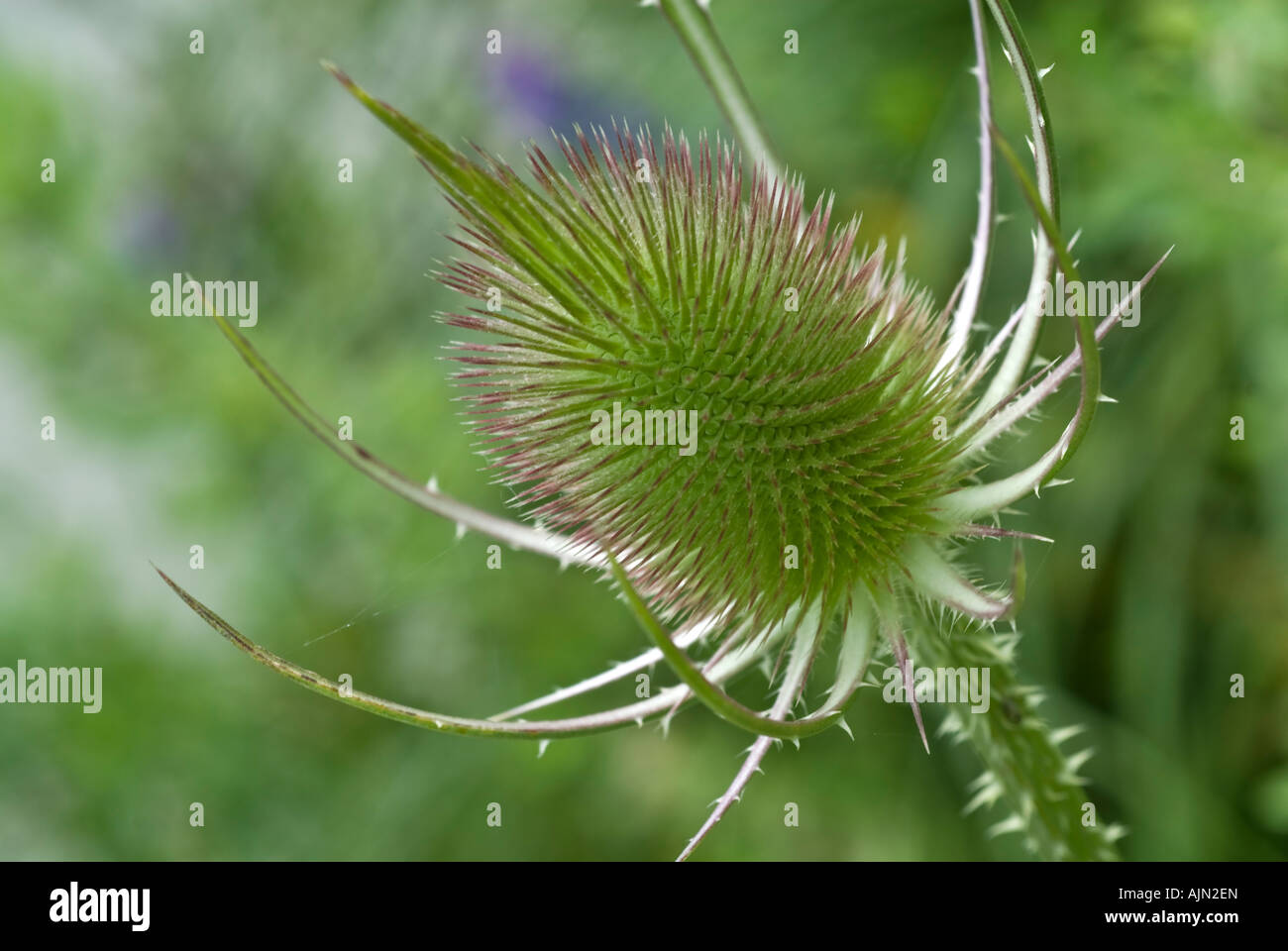 Fallonum hi-res stock photography and images - Alamy