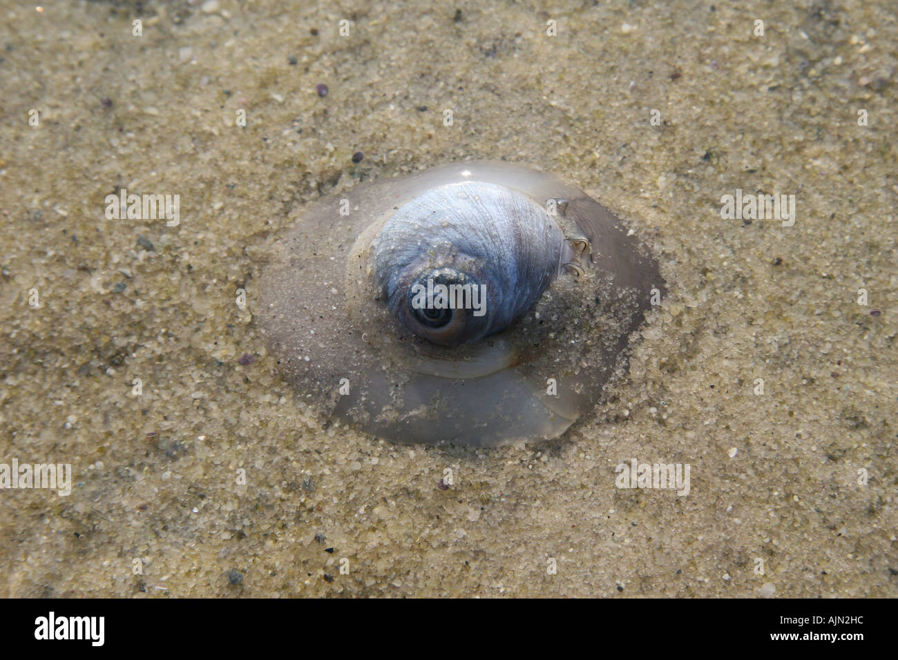 Snail foot hi-res stock photography and images - Alamy