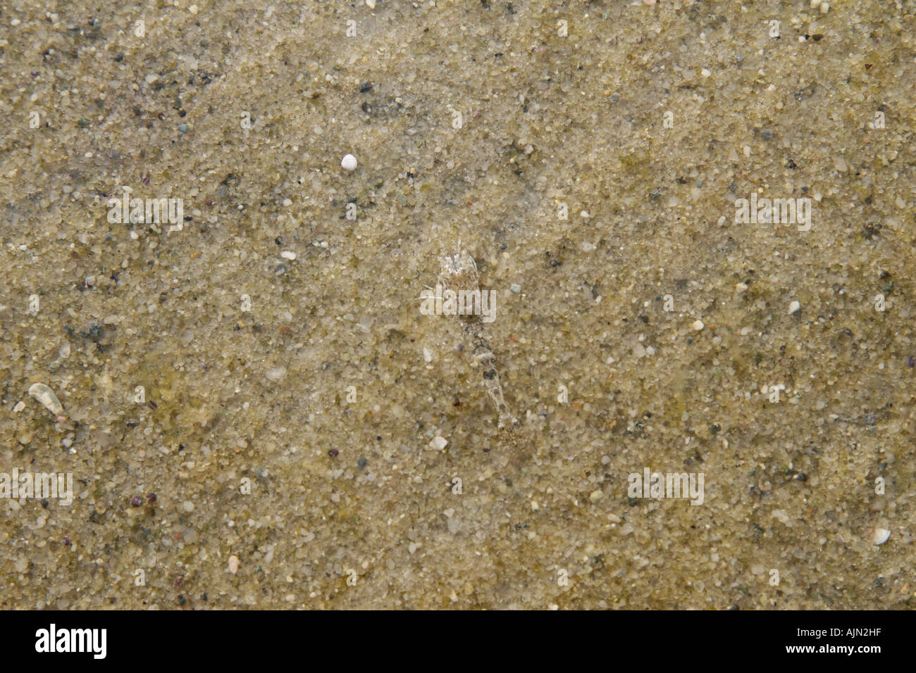 Shrimp in sand at Brewster MA USA Stock Photo - Alamy