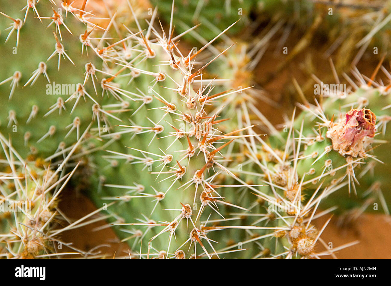 wild desert cactus cacti monument valley desert arizona usa Stock Photo ...
