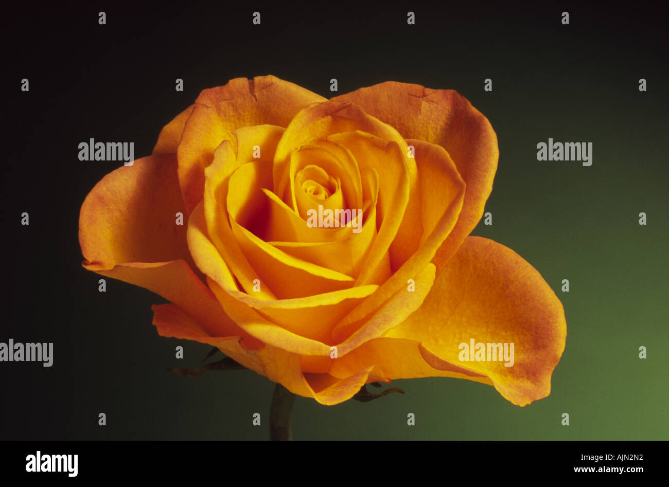 Rose orange colour close hi-res stock photography and images - Alamy