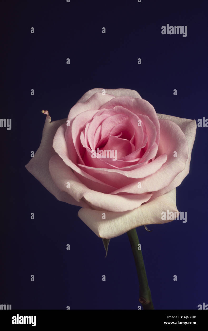 Pink rose still life hi-res stock photography and images - Alamy