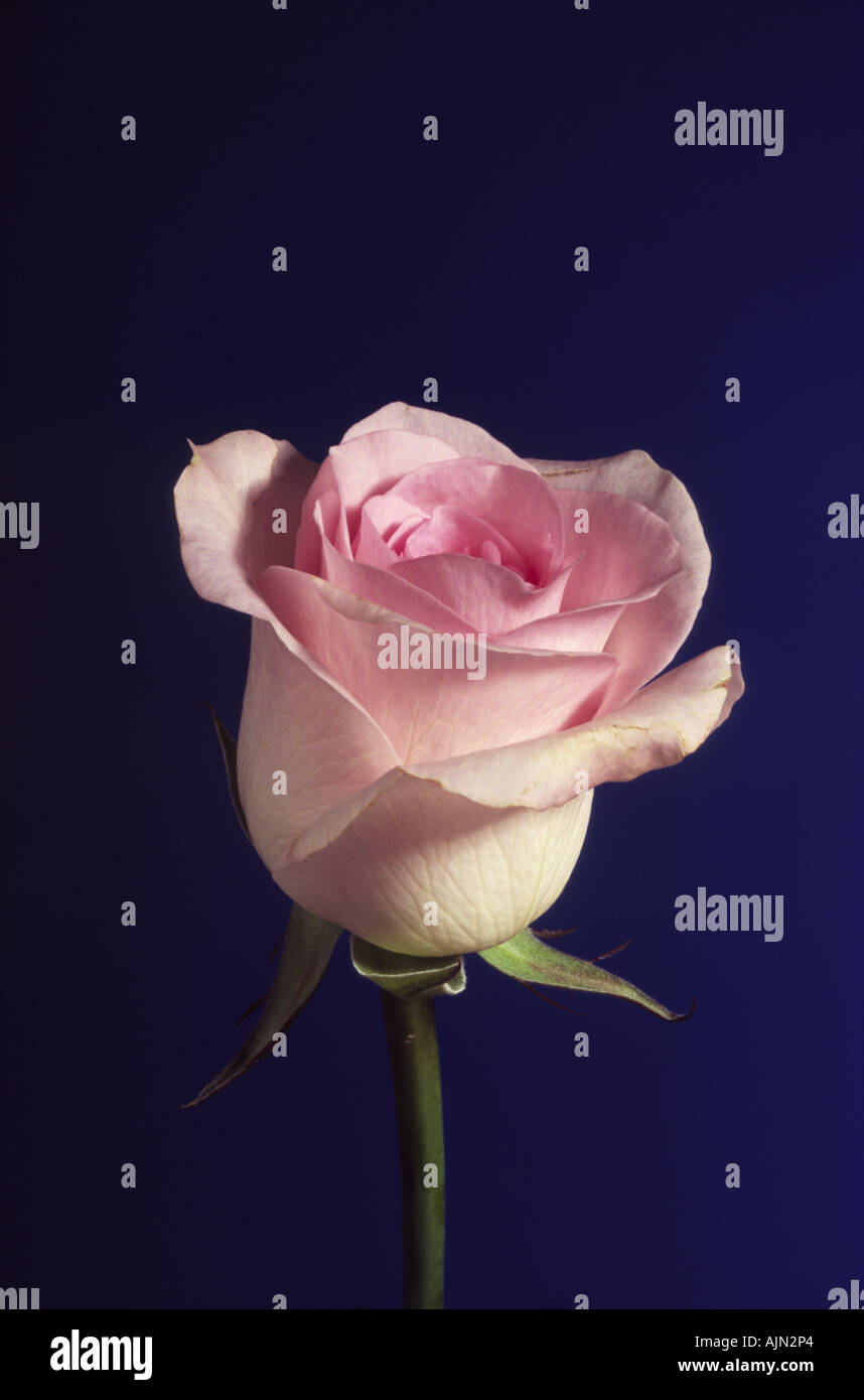 Pink rose still life hi-res stock photography and images - Alamy