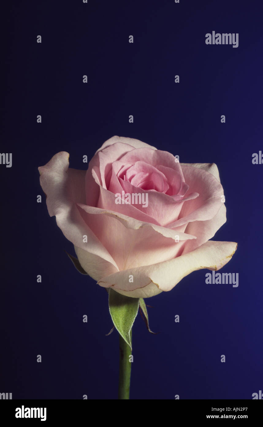 Pink rose still life hi-res stock photography and images - Alamy