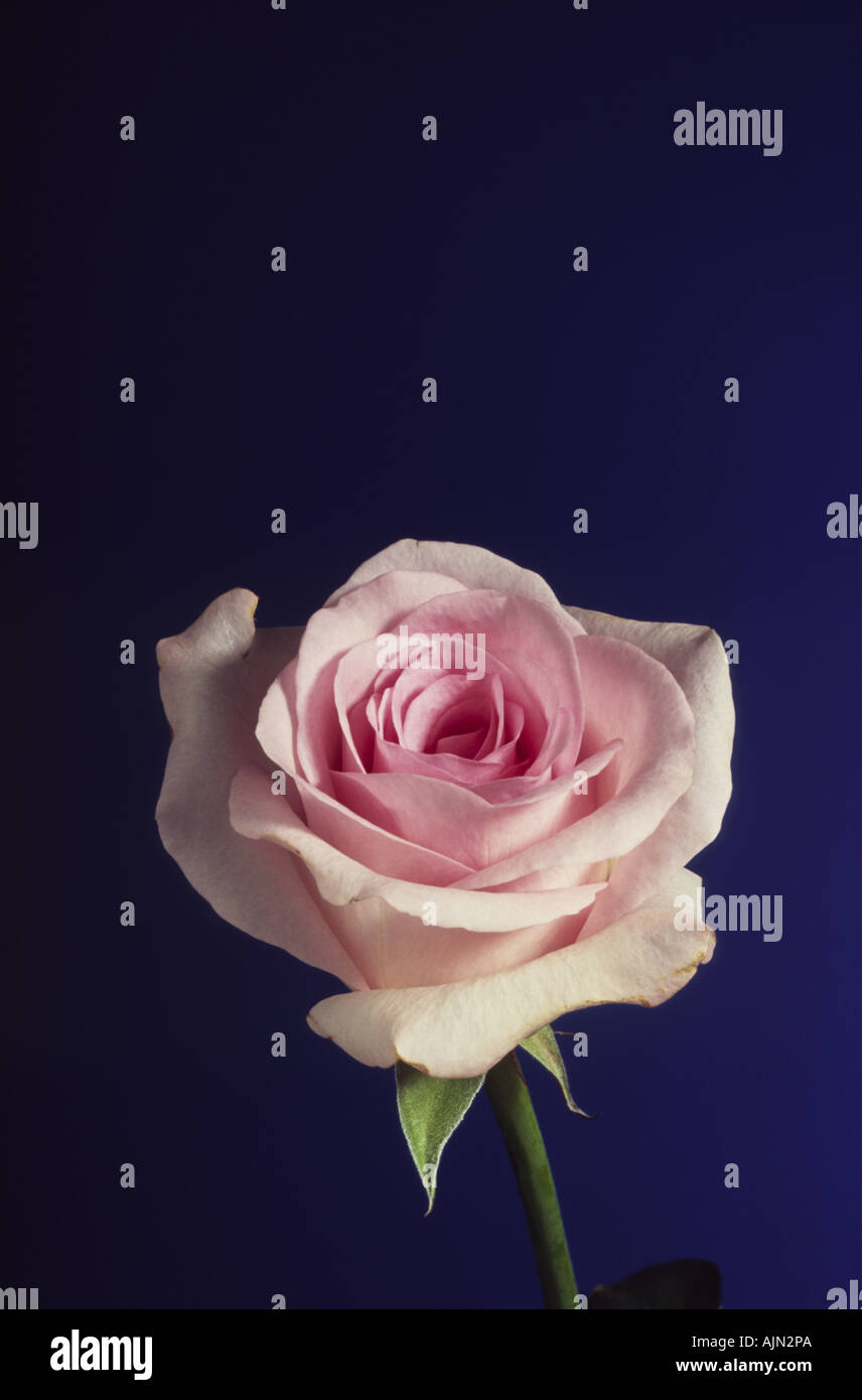 Pink rose still life hi-res stock photography and images - Alamy