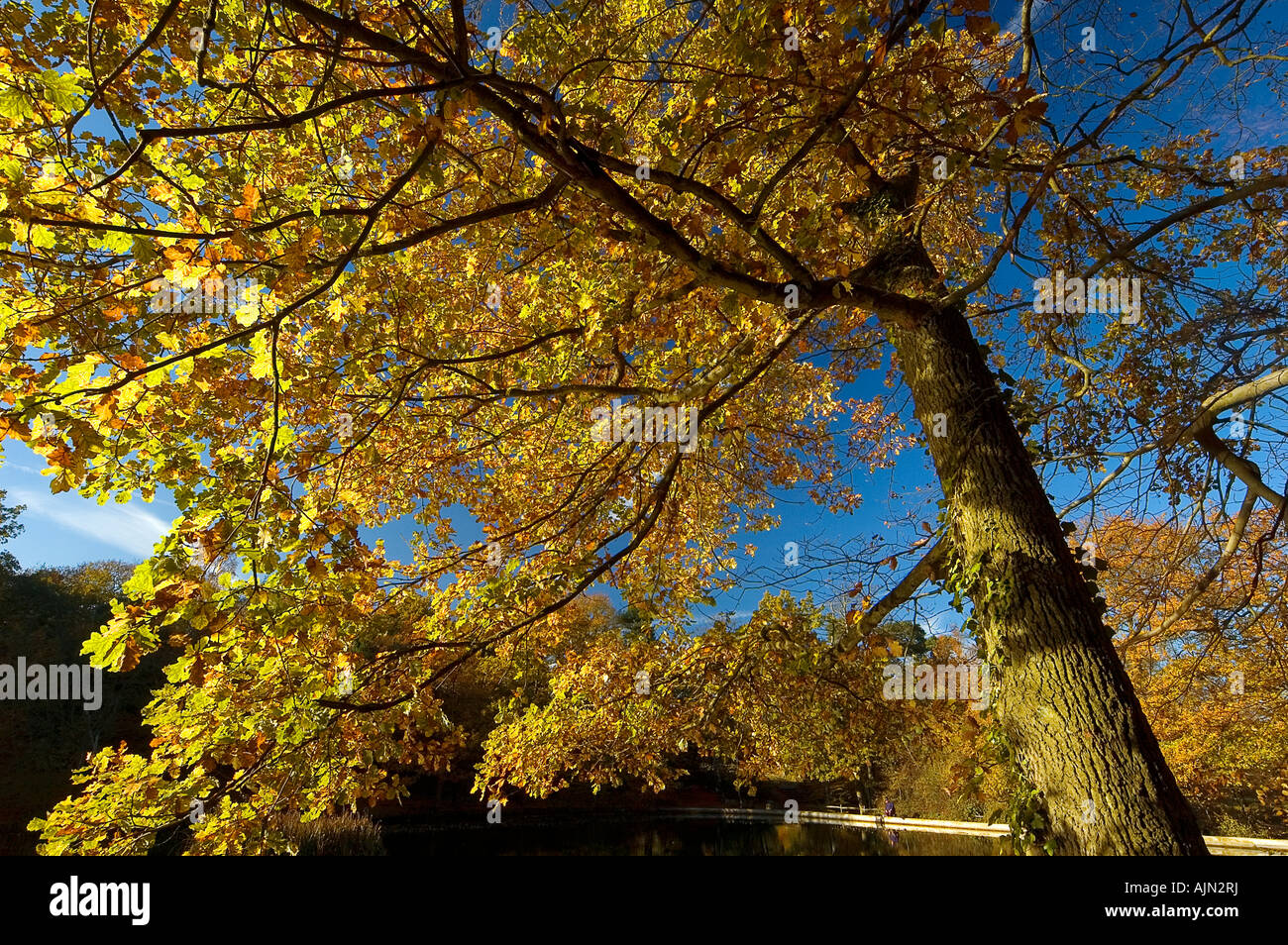 autumn fall tree detail on sunny day keston park london kent england uk ...