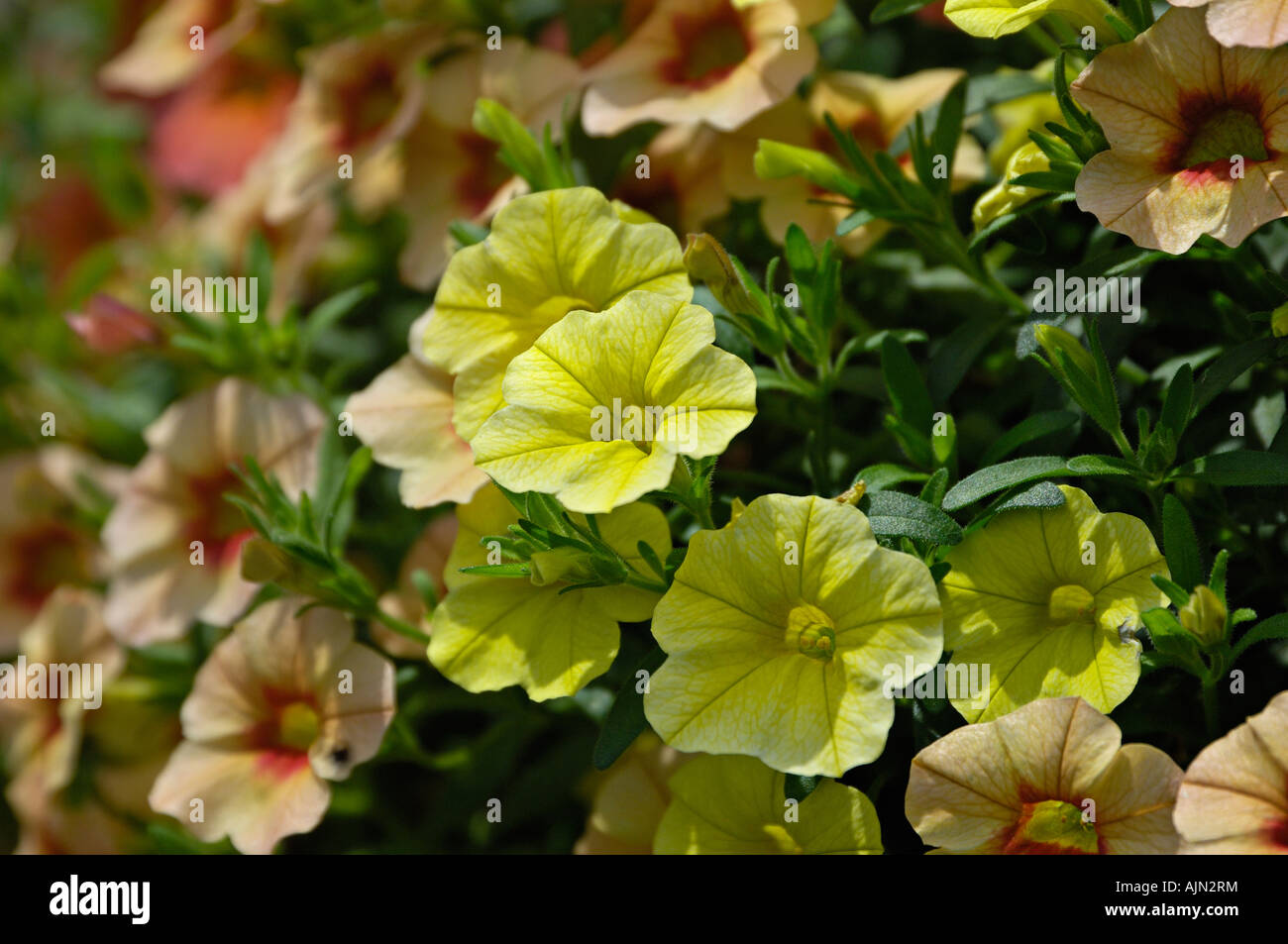 Mini petunias hi-res stock photography and images - Alamy