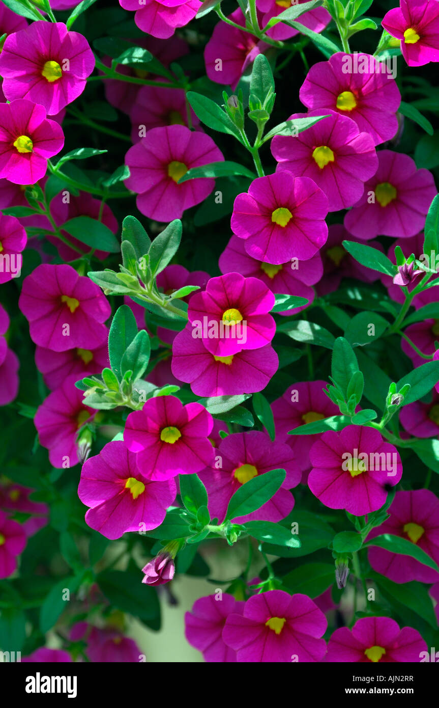 Mini petunias hi-res stock photography and images - Alamy