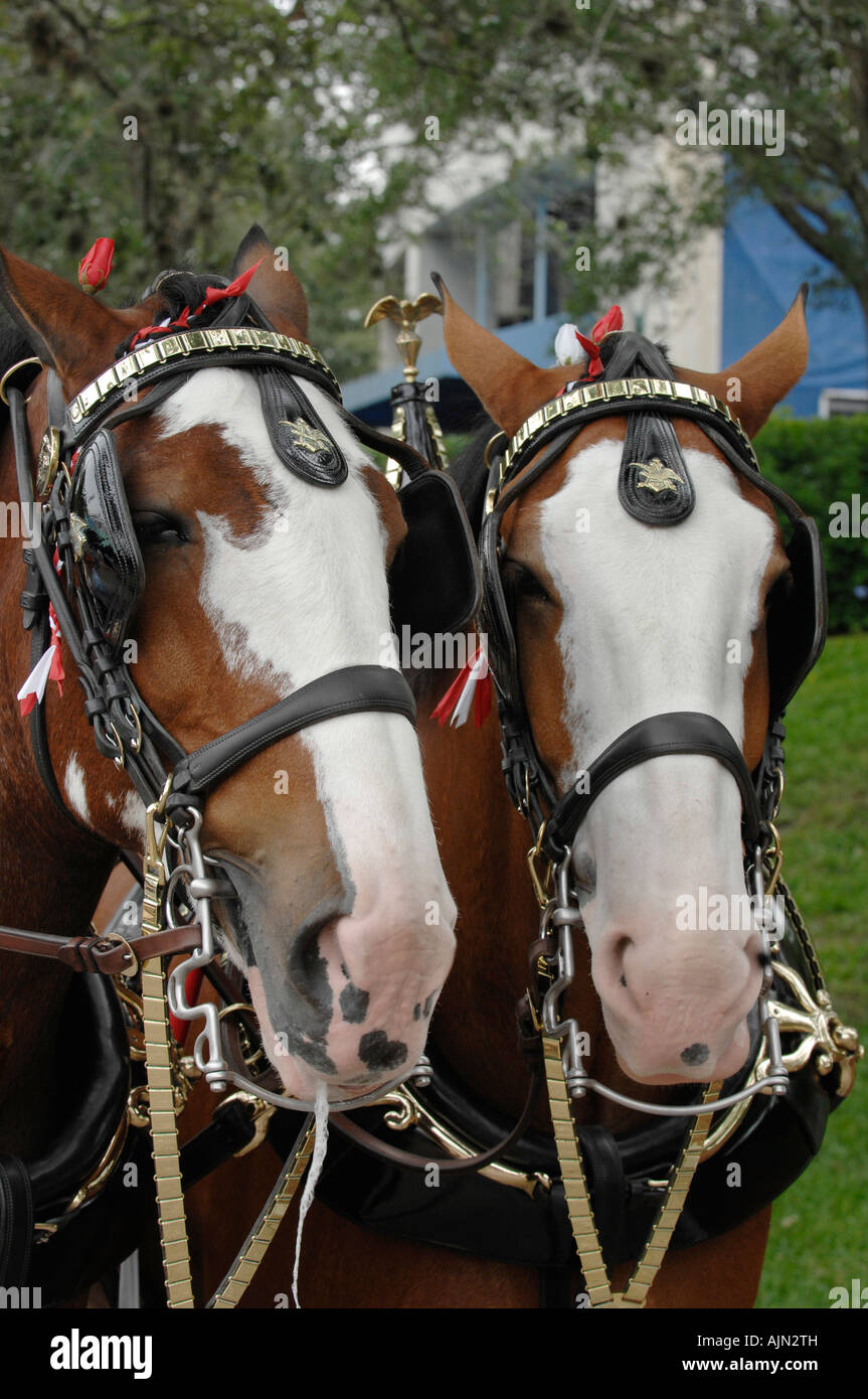 two shire type horses in pretty costume dress at seaworld orlando ...