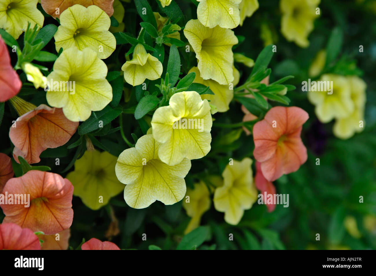 Mini petunias hi-res stock photography and images - Alamy