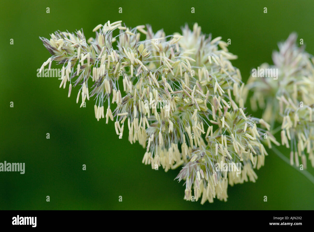 Grazing cocksfoot grass uk hi-res stock photography and images - Alamy