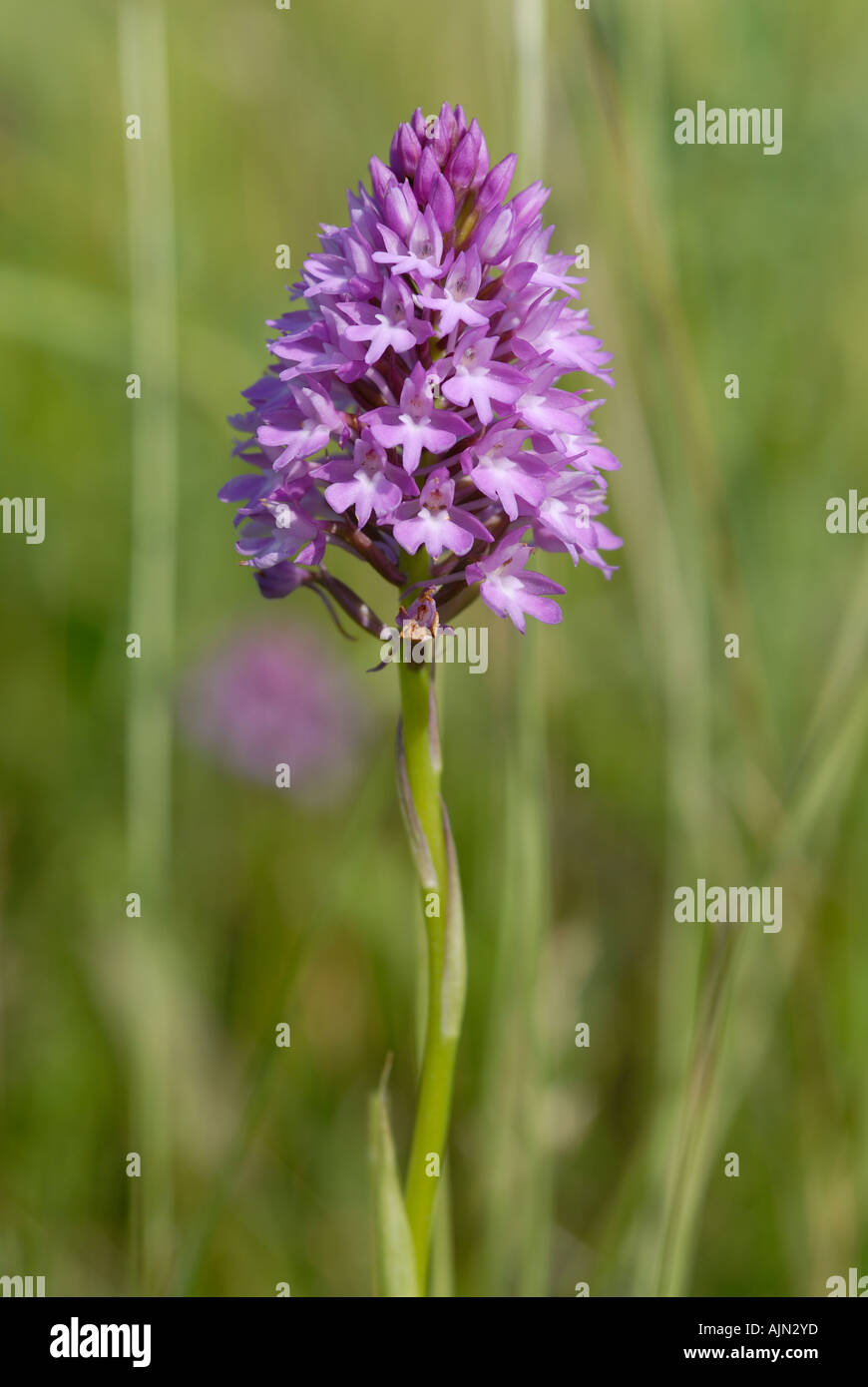 Pyramidalis hi-res stock photography and images - Alamy