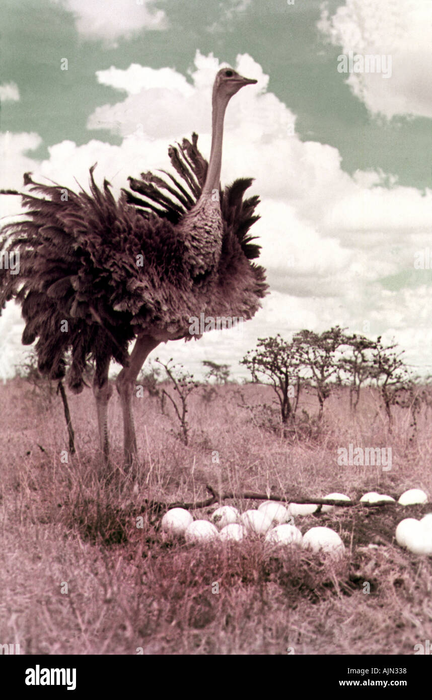Ostrich Eggs In Nest