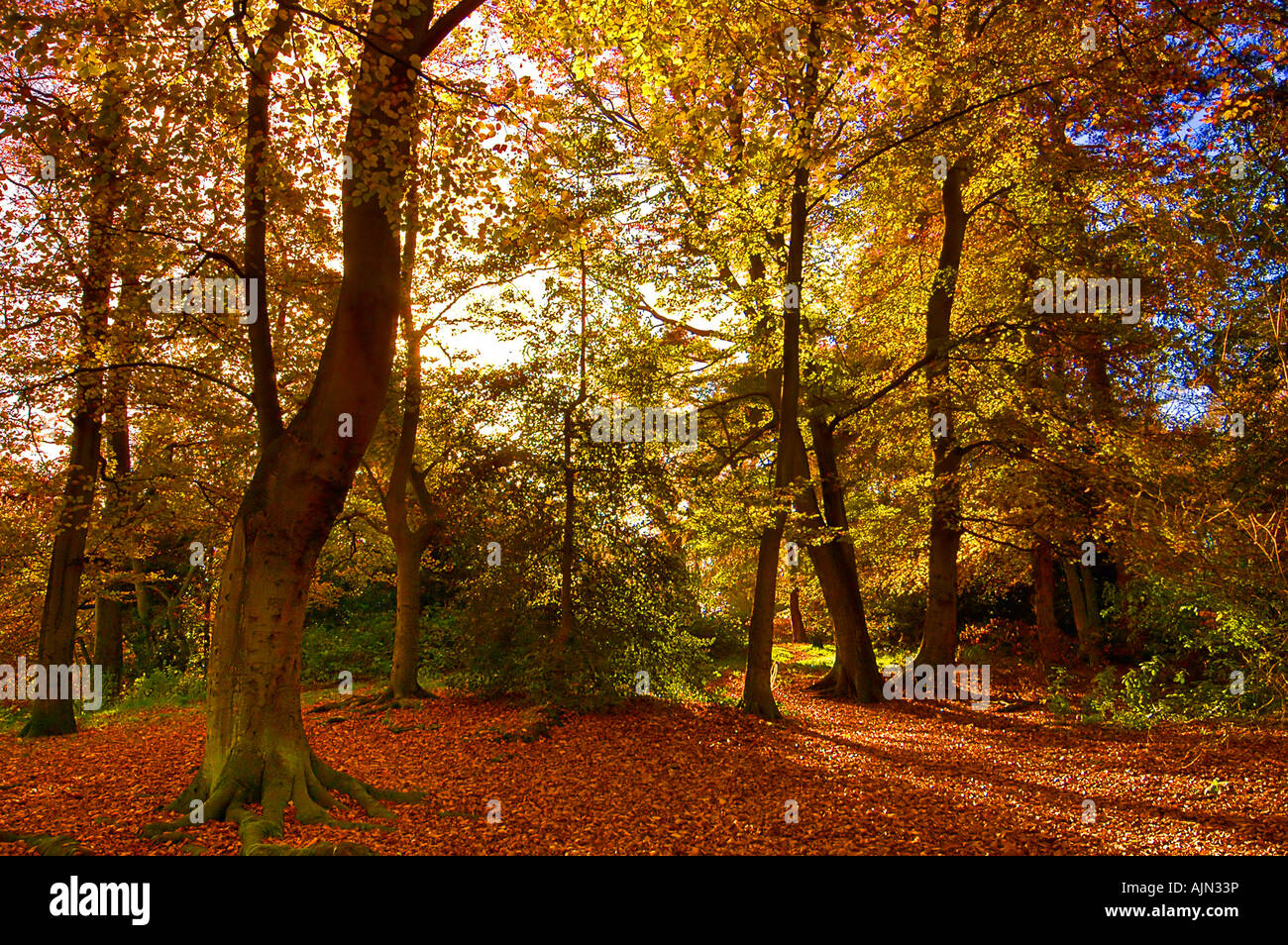 autumn fall colours trees forest sunny backlit keston park london ...