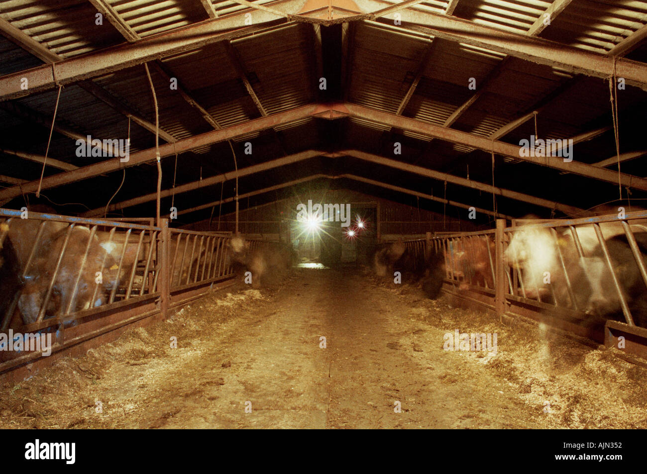 Cattle shed 01 Stock Photo - Alamy