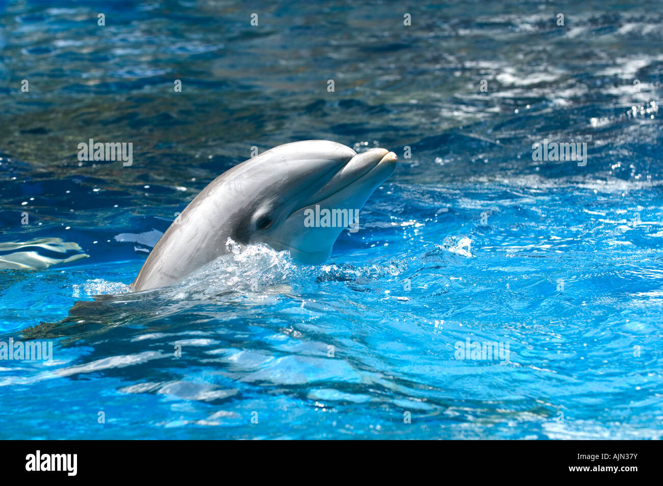Dolphin head hi-res stock photography and images - Alamy