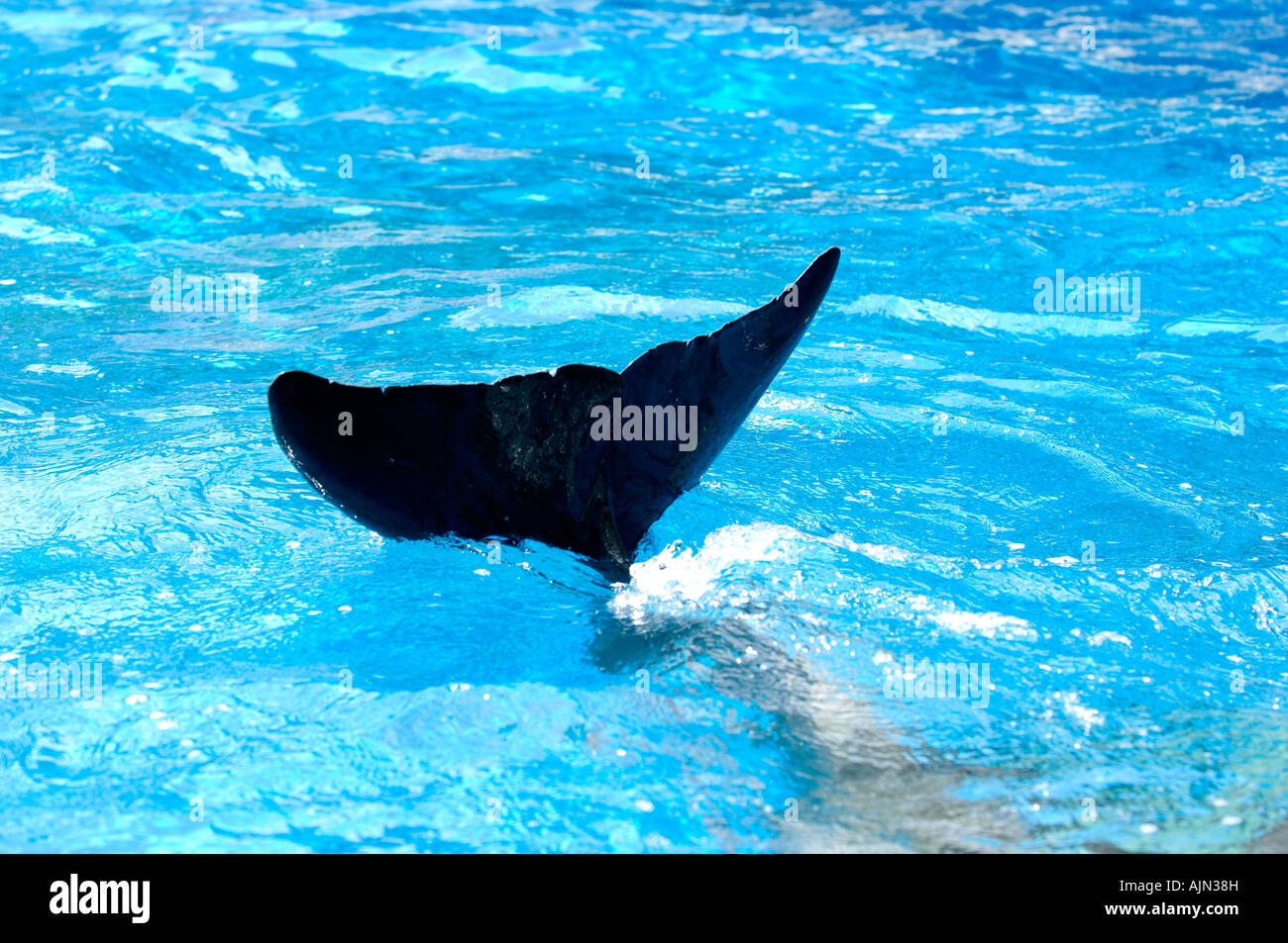 detail of dolphin tail in tourquoise coloured water at seaworld orlando ...