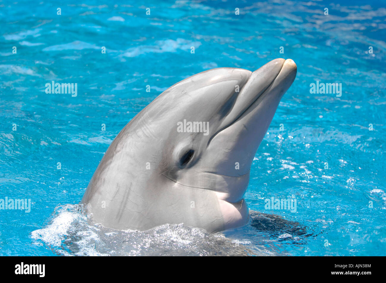 Dolphin head hi-res stock photography and images - Alamy
