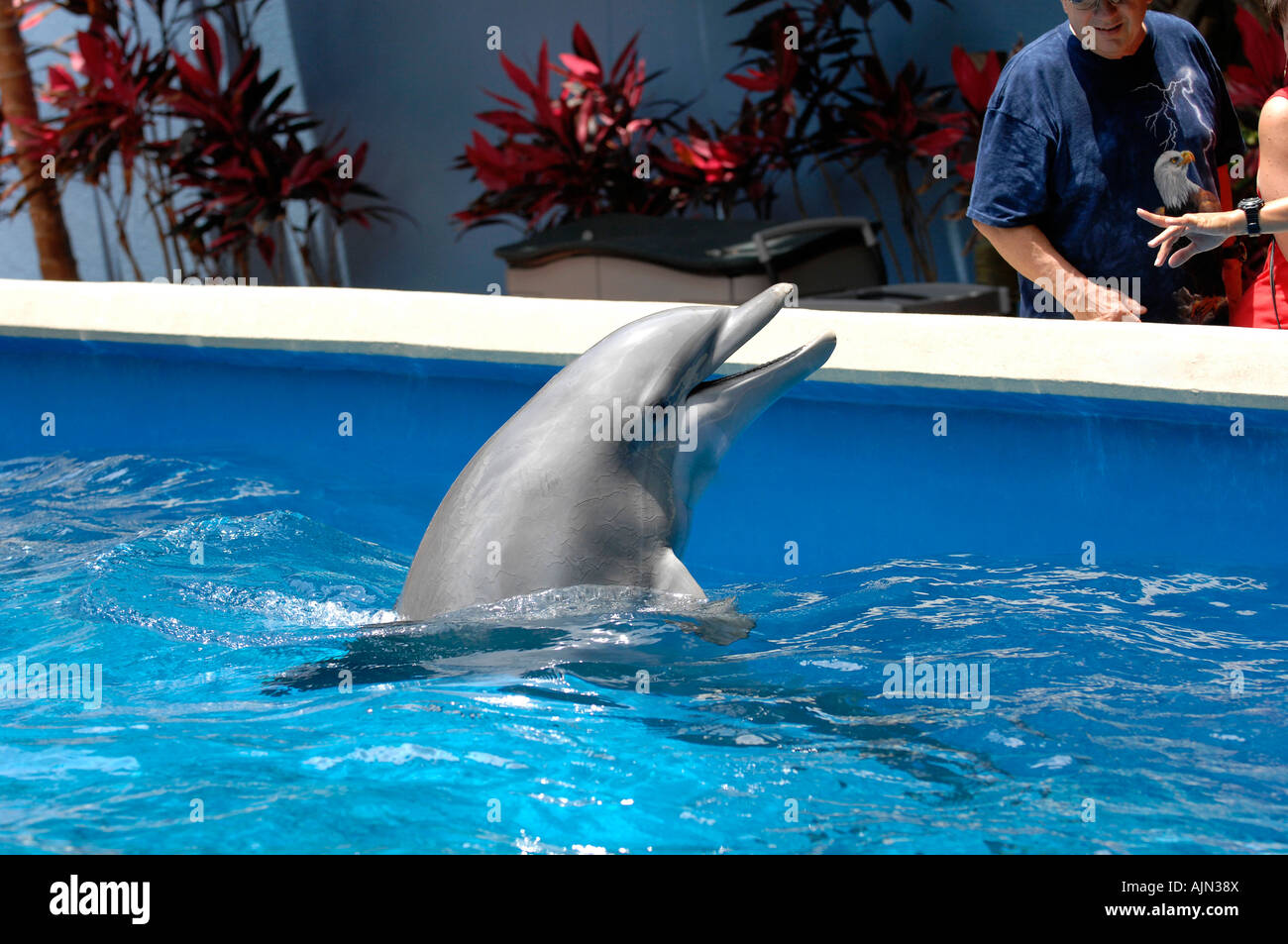 detail of dolphin head in tourquoise coloured water at seaworld orlando ...