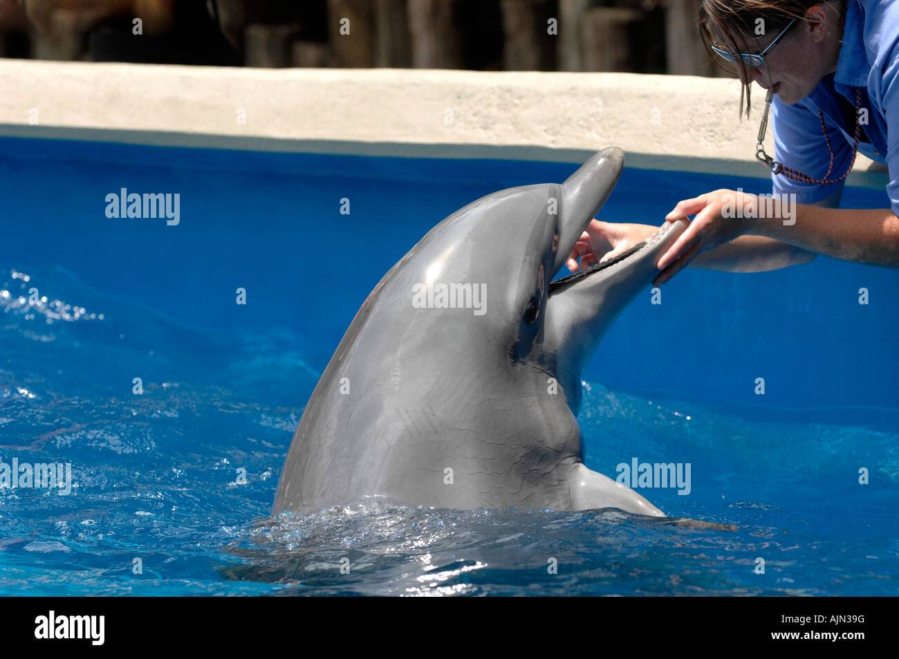 detail of dolphin head in tourquoise coloured water at seaworld orlando ...