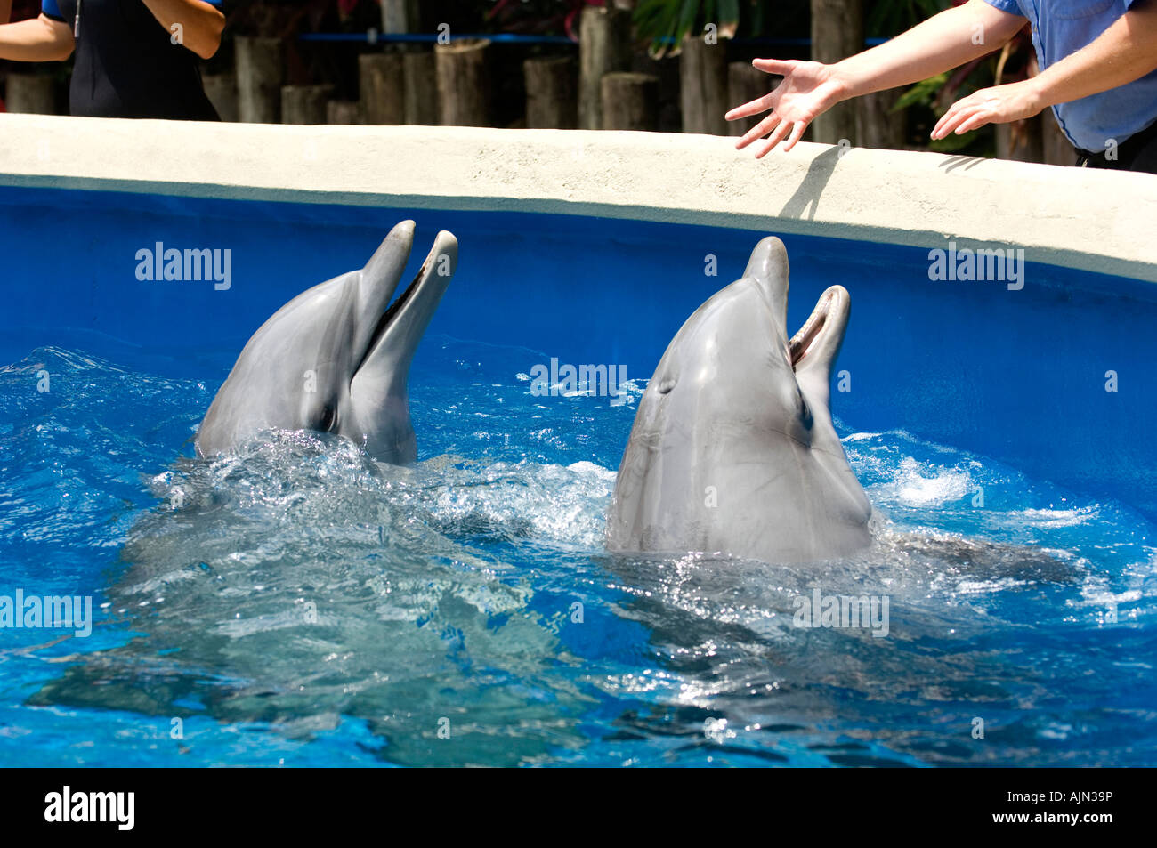 detail of dolphin head in tourquoise coloured water at seaworld orlando ...