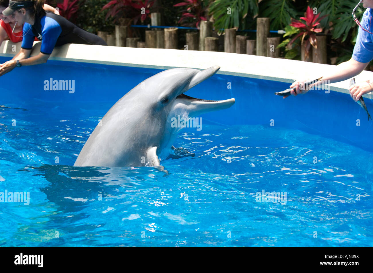 Detail dolphin head in tourquoise hi-res stock photography and images ...