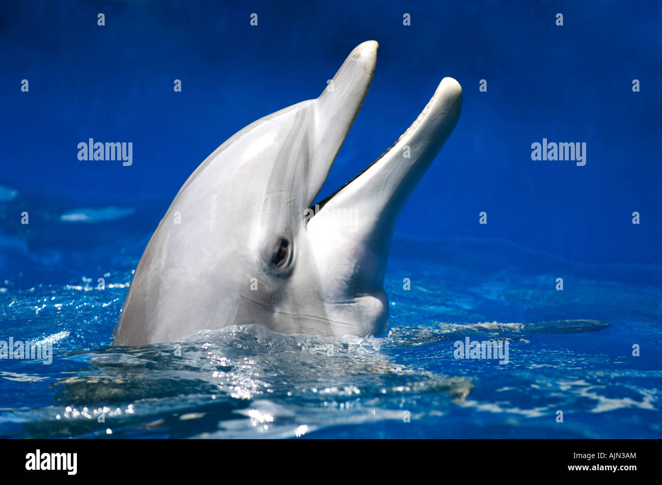 detail of dolphin head in tourquoise coloured water at seaworld orlando ...