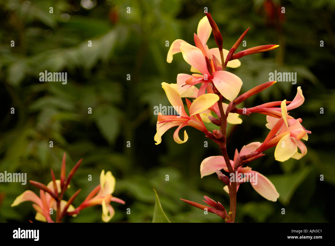 Canna land hi-res stock photography and images - Alamy