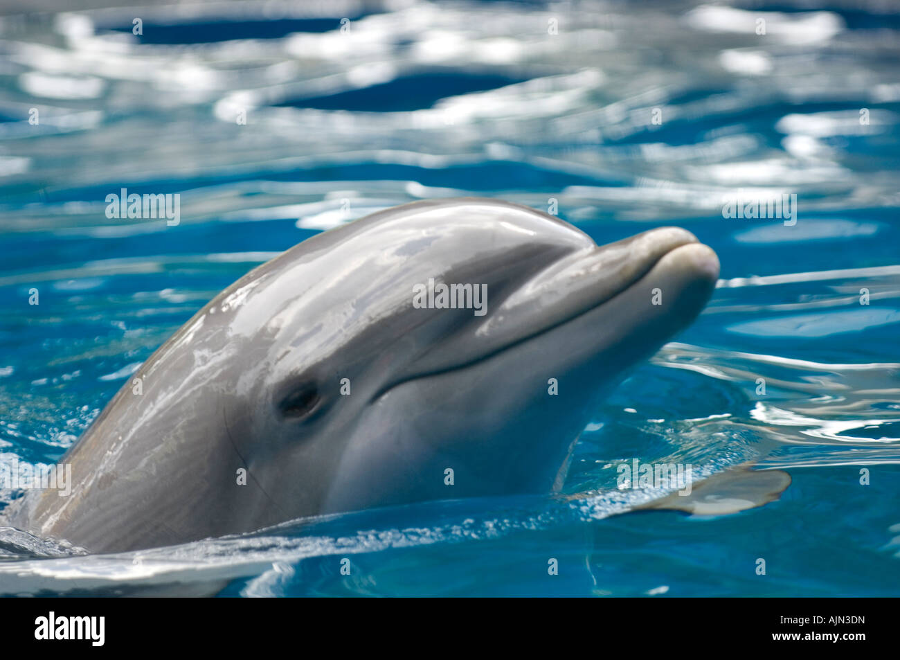 detail of dolphin head in tourquoise coloured water at seaworld orlando ...