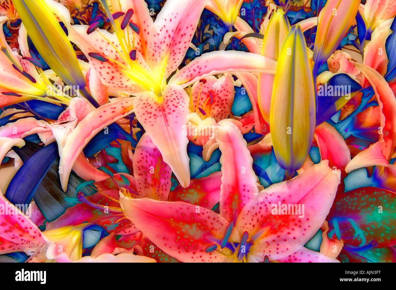 detail of group of lilies lillies flowers with artistic effect Stock ...