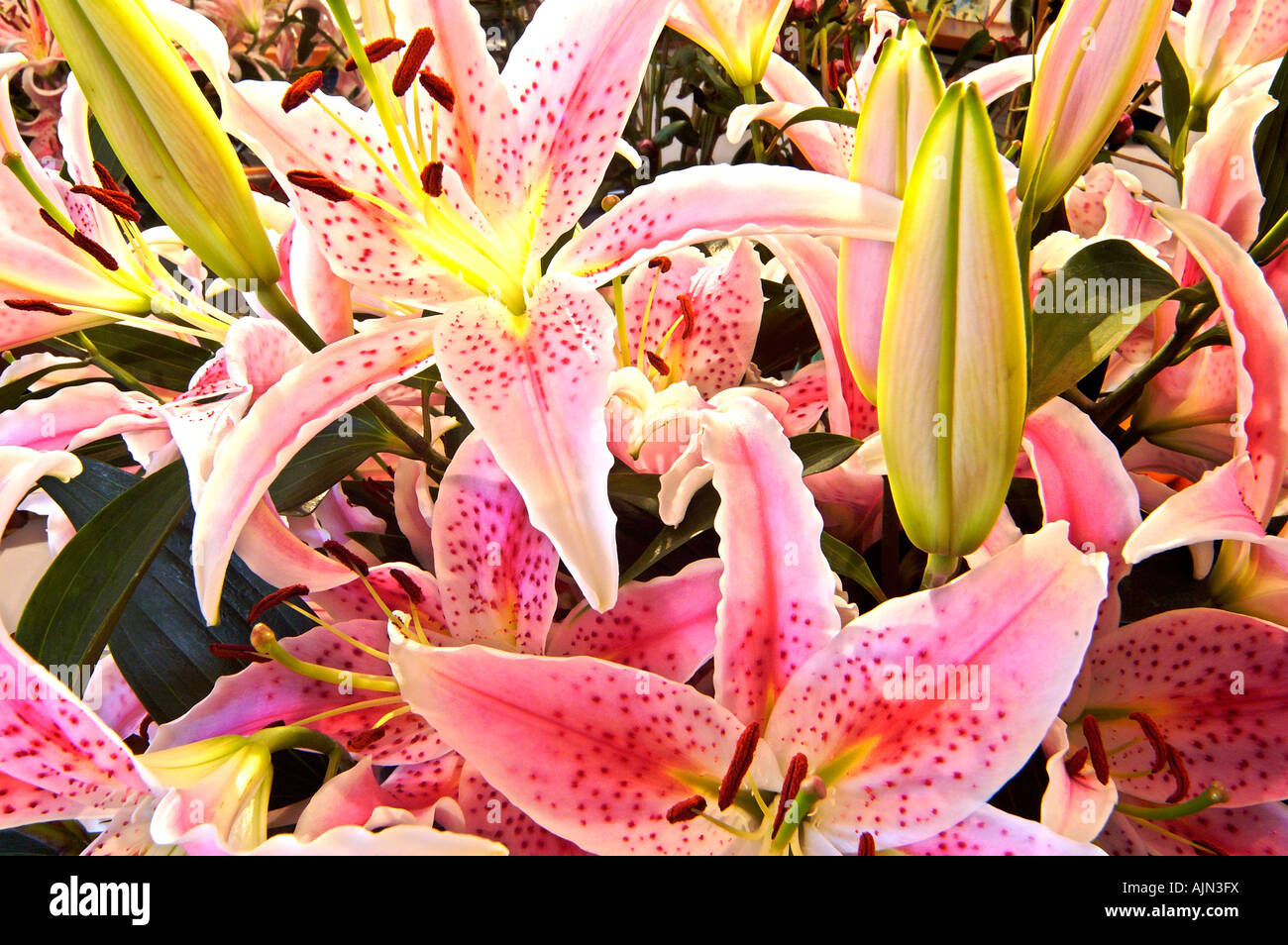 Open and closed lilies hi-res stock photography and images - Alamy