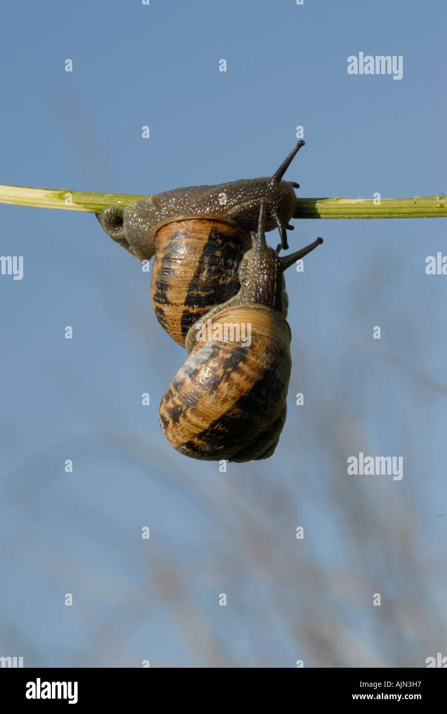 Garden snails mating helix hi-res stock photography and images - Alamy