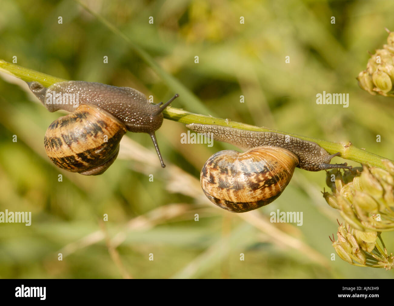 Kent snails hi-res stock photography and images - Alamy