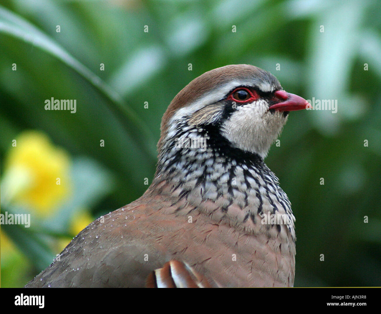 Tame partridge hi-res stock photography and images - Alamy