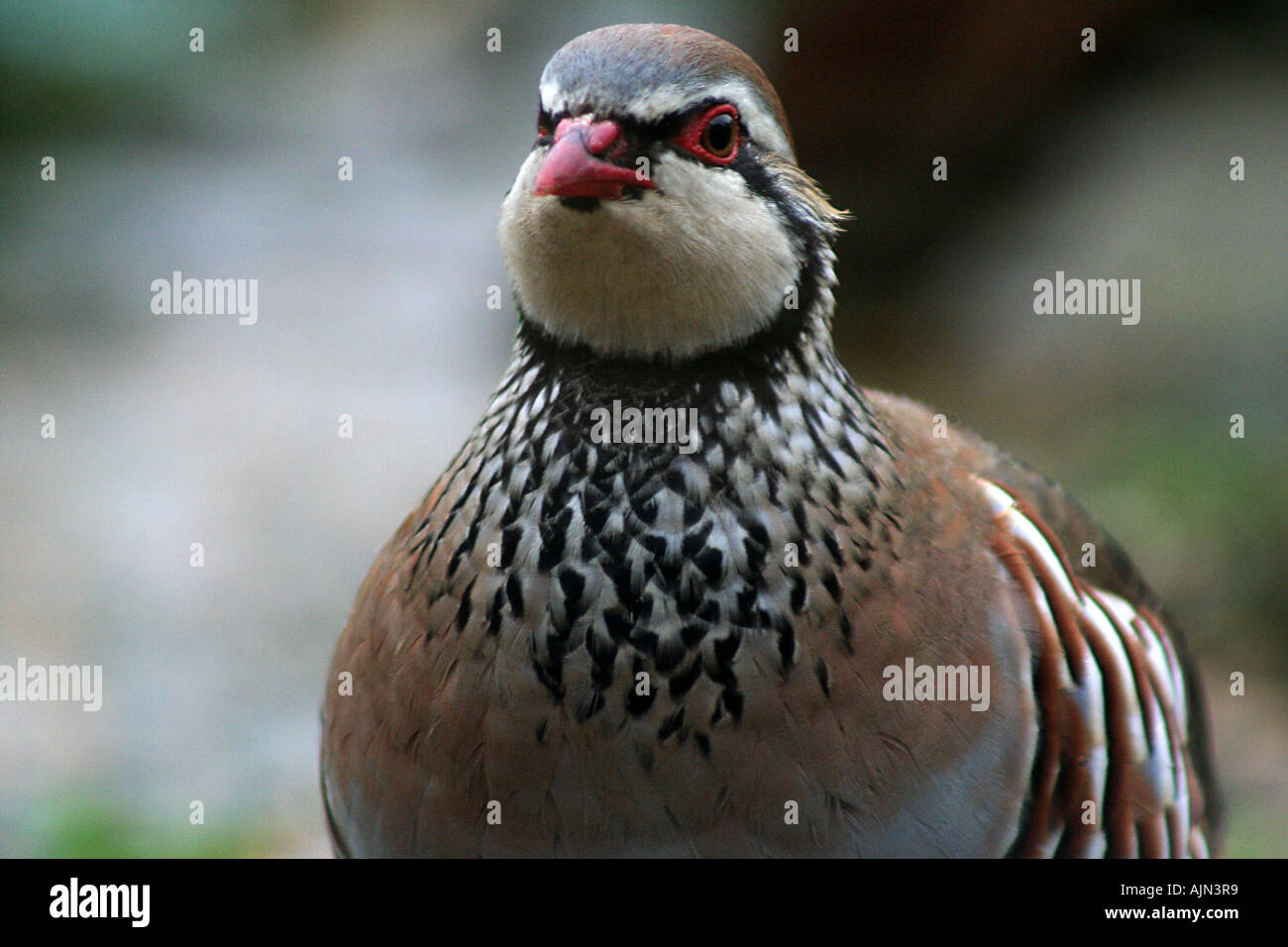 Partridge bird head close up hi-res stock photography and images - Alamy