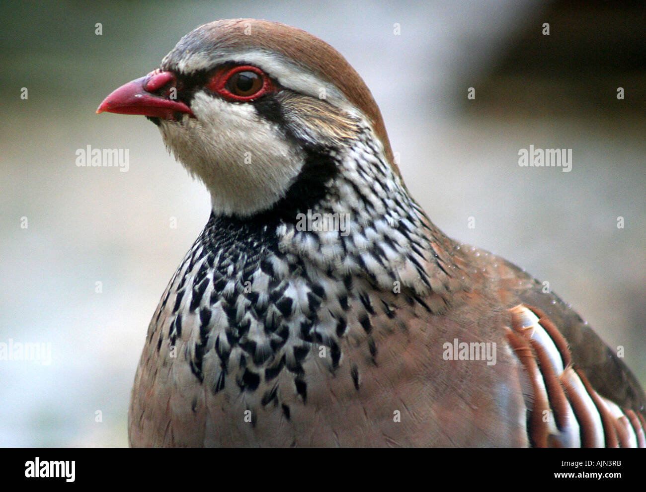 British partridge hi-res stock photography and images - Alamy