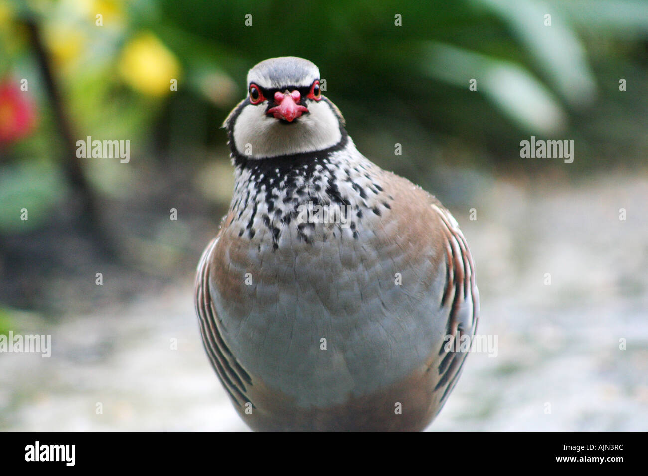 Red legged Partridge Stock Photo - Alamy