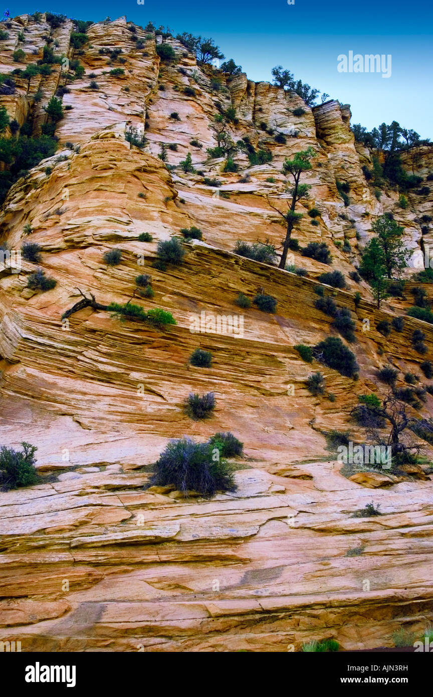 detail of rock face vegetation and geology zion national park utah ...