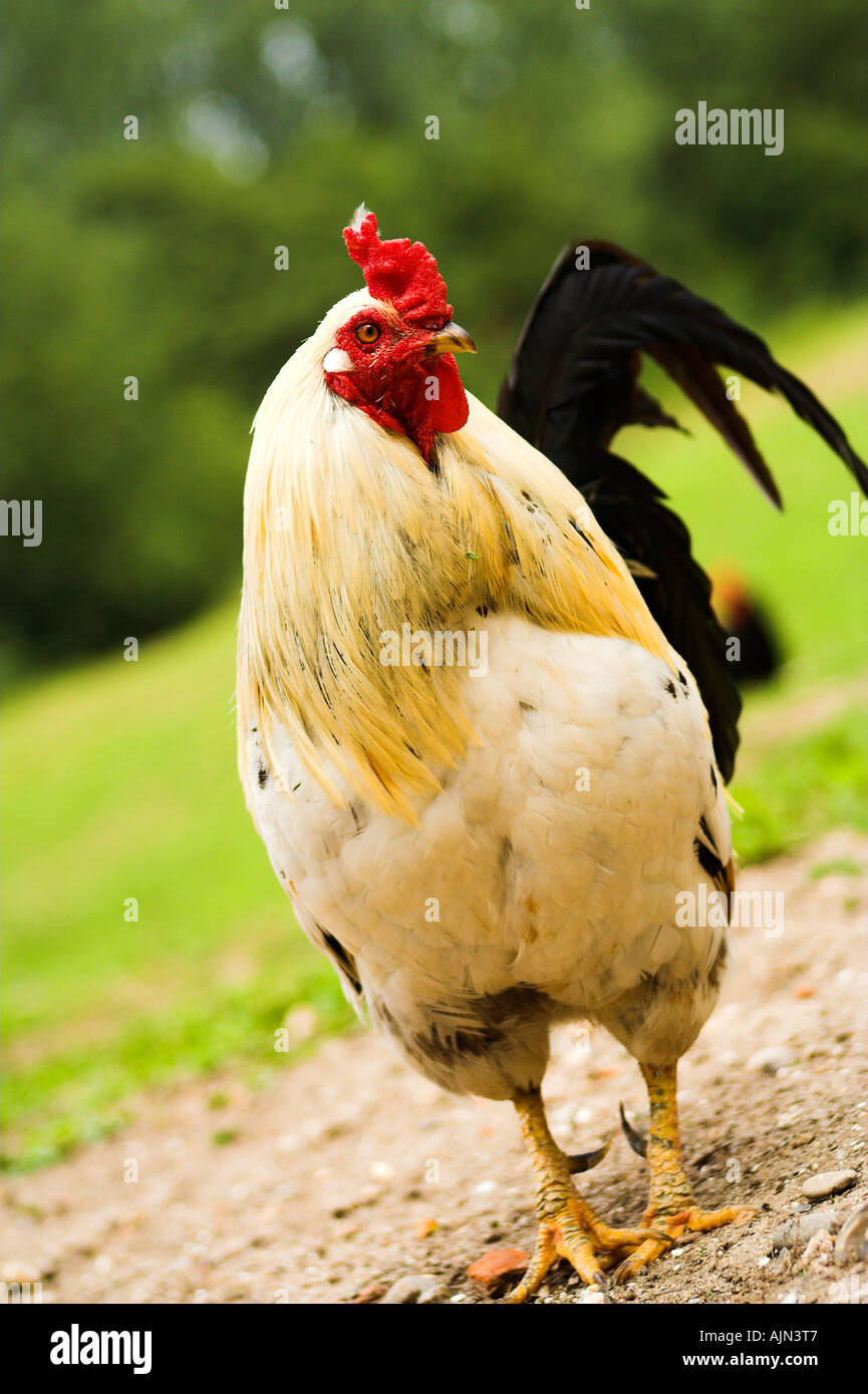 White cockerel hi-res stock photography and images - Alamy