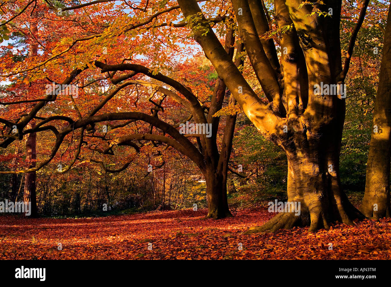 forest of autumn fall trees in golden splendour keston kent england uk ...