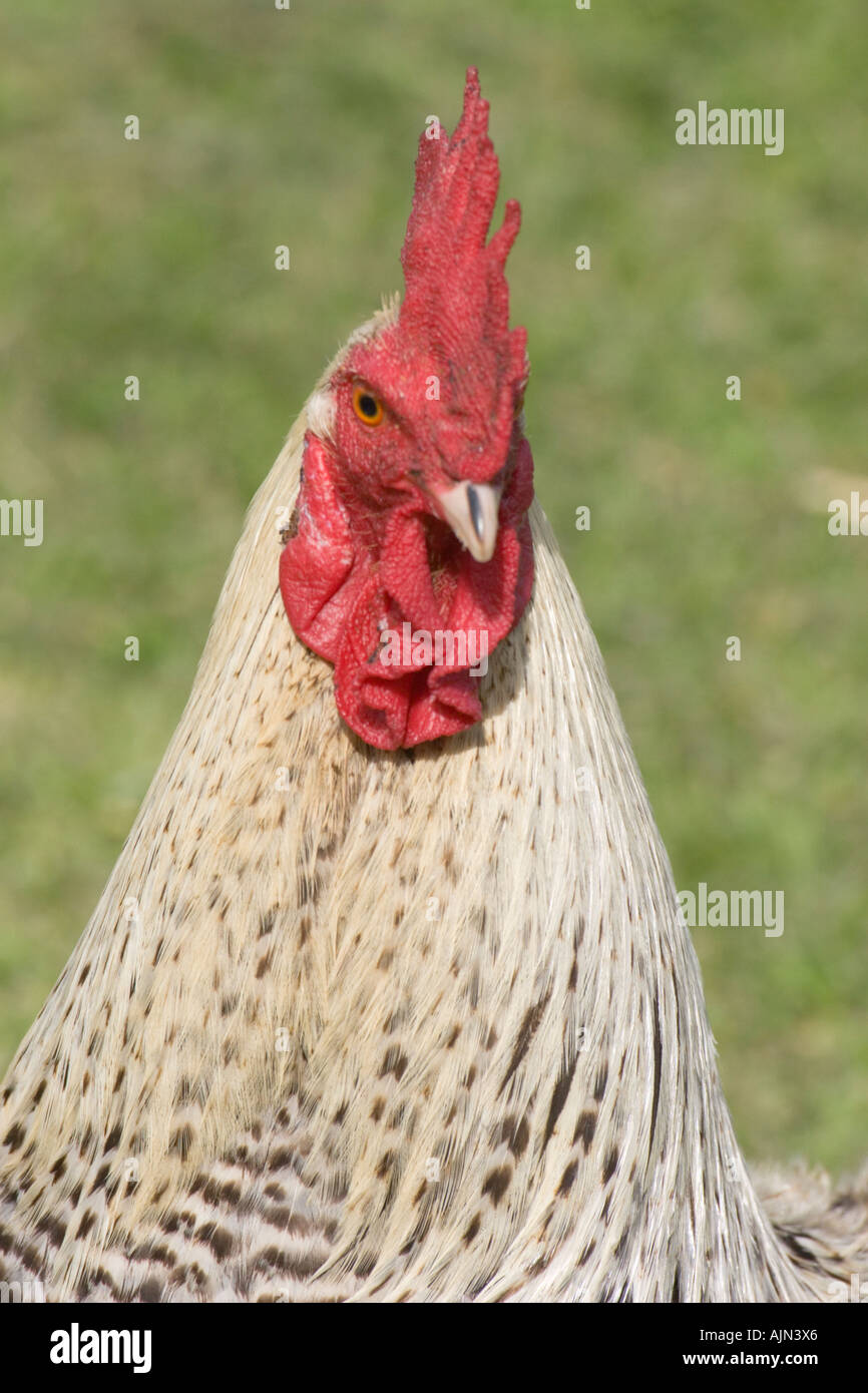 Free Range Farm Rooster Barred Rock Stock Photo - Alamy