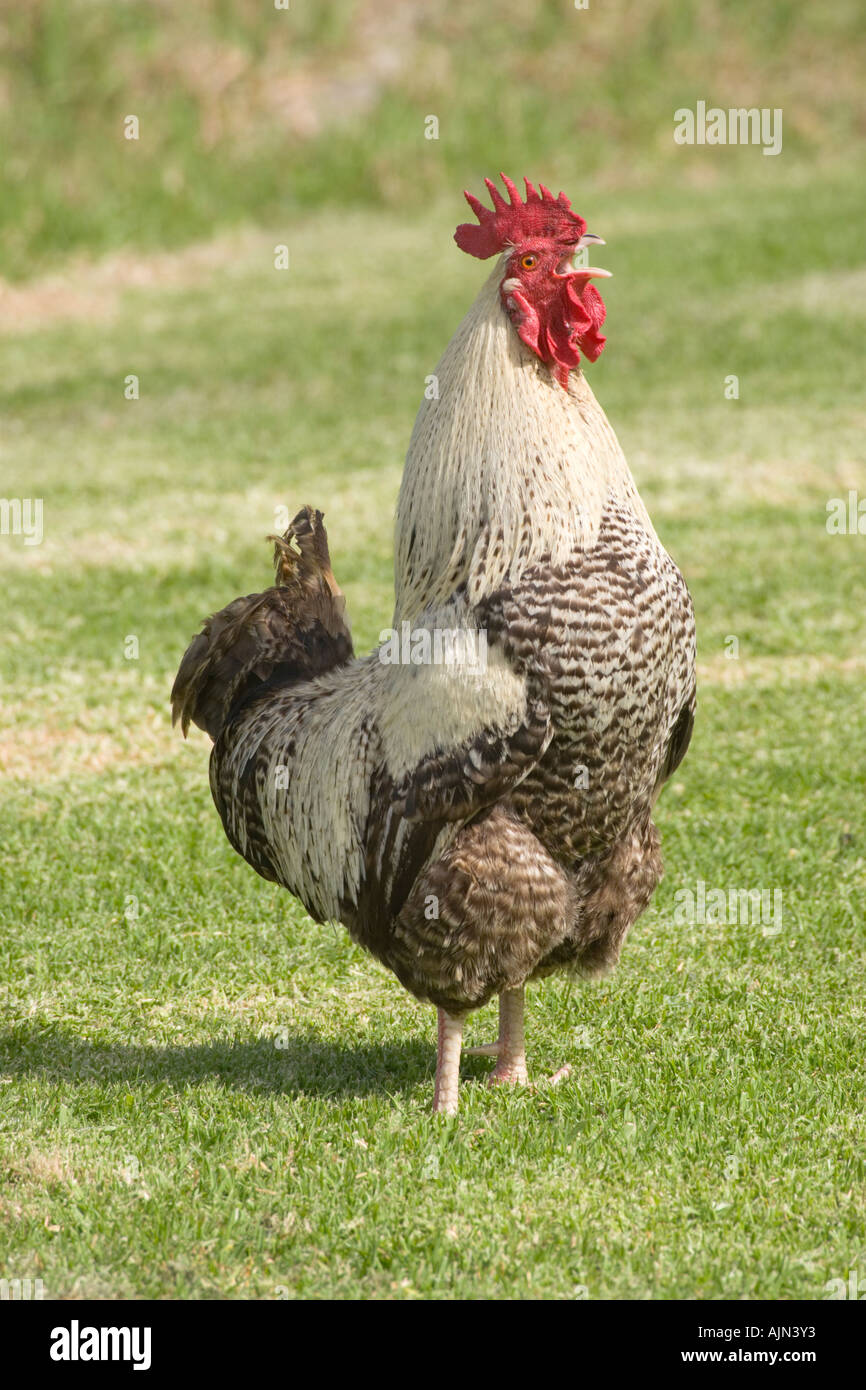 Free Range Farm Rooster Barred Rock Stock Photo - Alamy