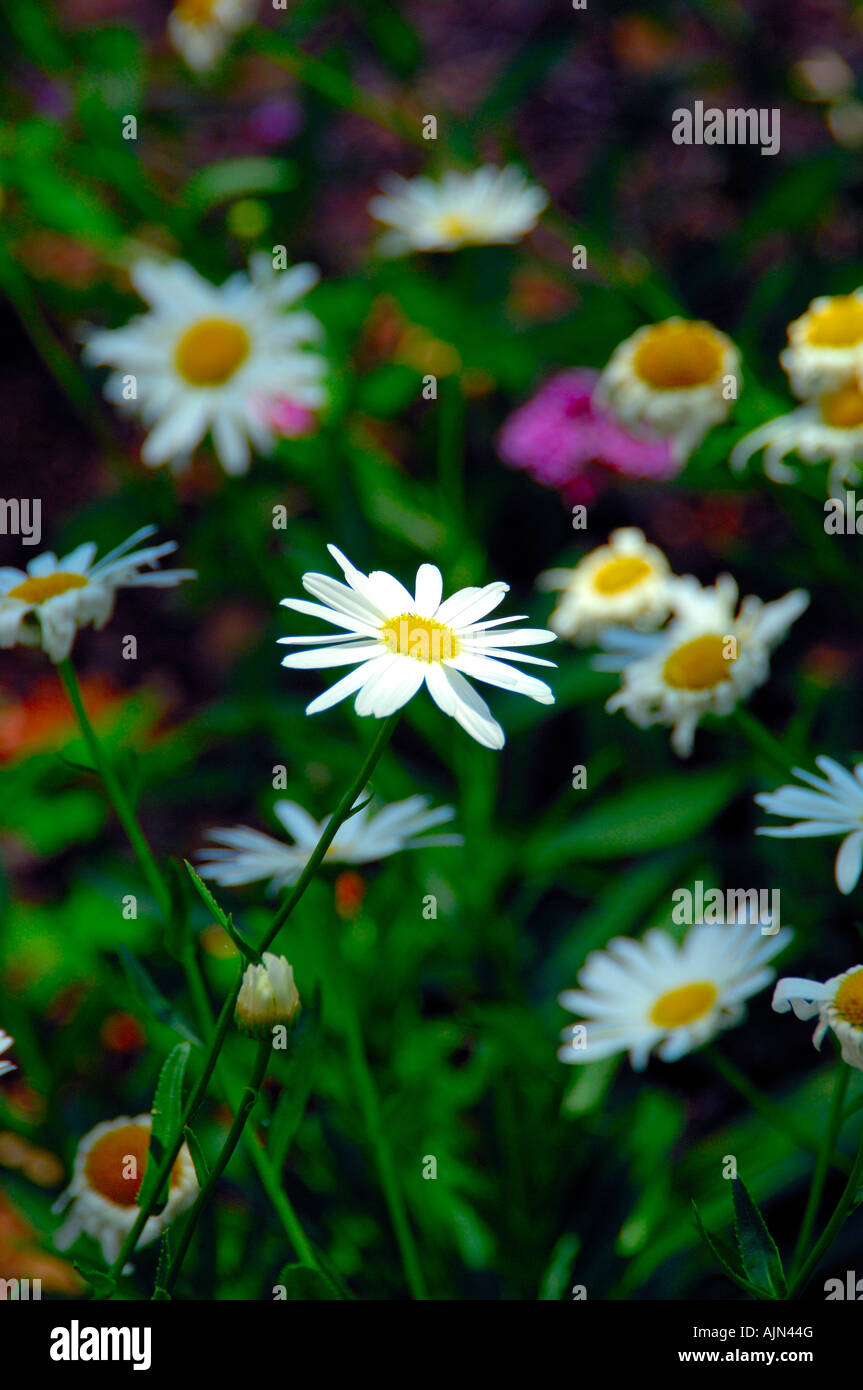 Small white daisy flowers hi-res stock photography and images - Alamy