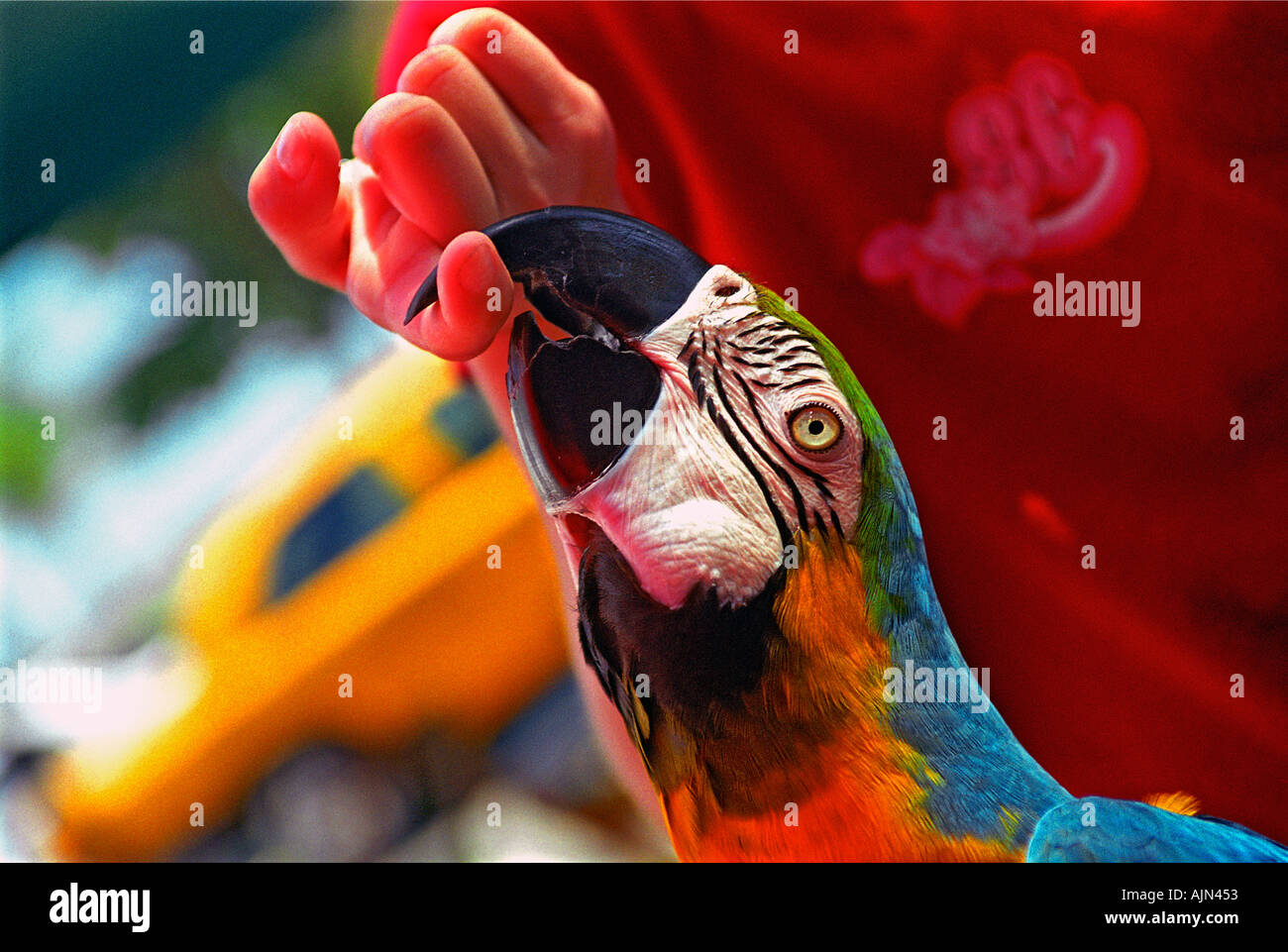 yellow taxi cab and parrot finger Stock Photo - Alamy